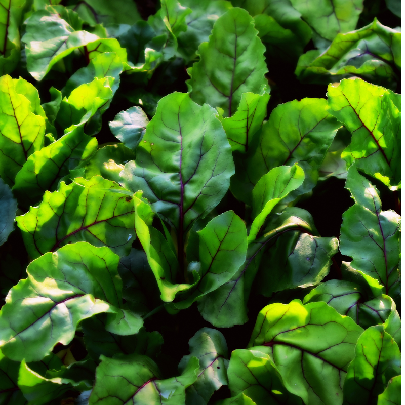 Betterave cuite bio- Du Panier à l'Assiette - Du panier à l'assiette