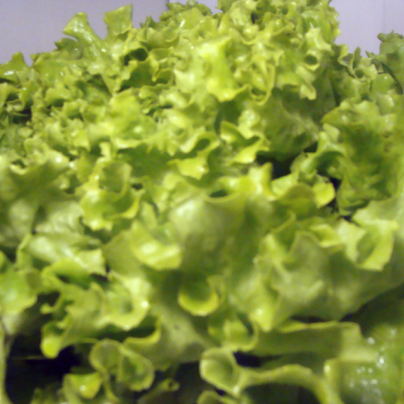 Batavia verte bio- Du Panier à l'Assiette